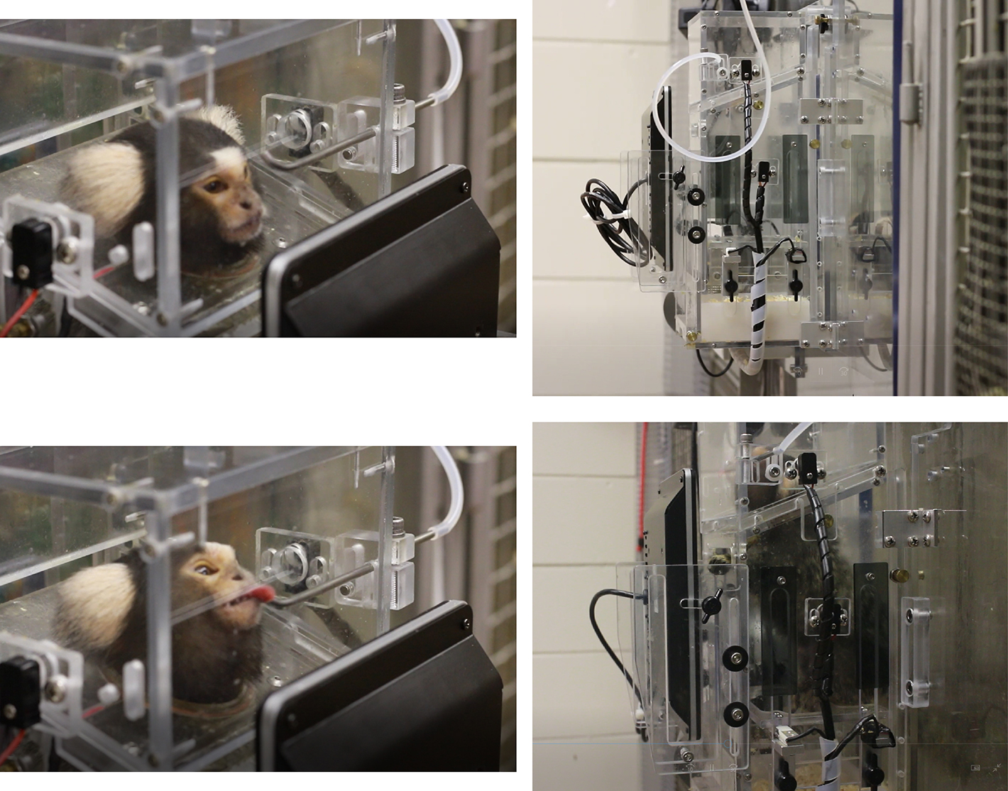 ePhys and fMRI Testing Chairs – Rogue Research